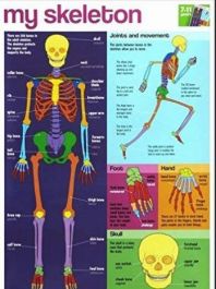 Wholesale My Skeleton Wall Chart / Poster - 76cm x 52cm - UK Pound Shop ...